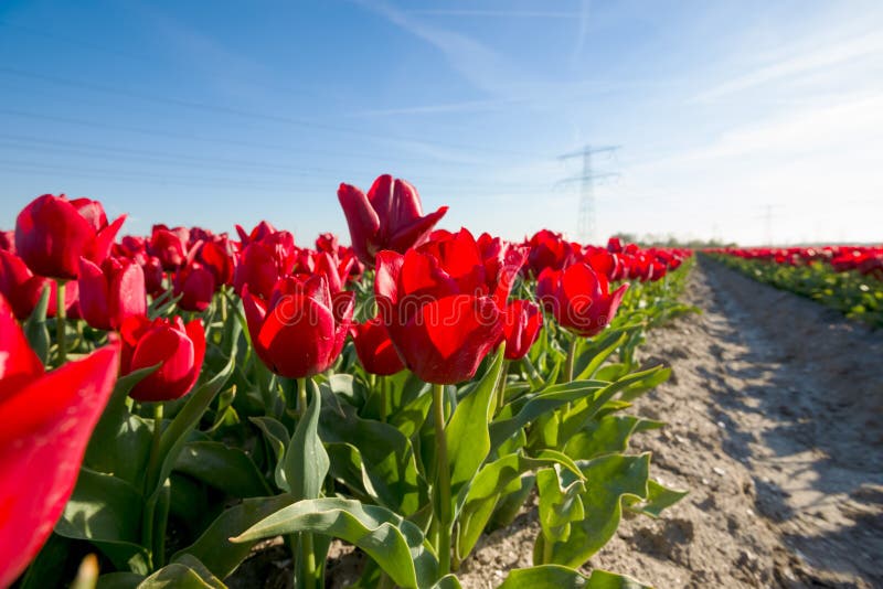 Tulips an Fields in Spring in the Netherlands. Stock Image - Image of ...
