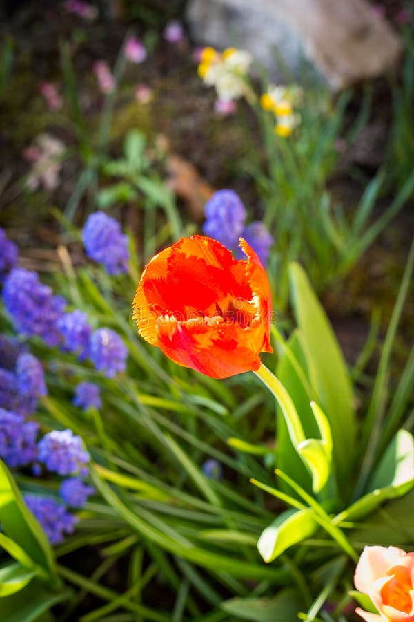 Tulips stock image. Image of bouquet, nature, leaf, eggs - 89893683