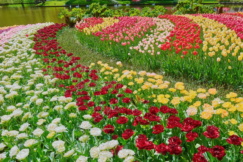Tulips Flower Bed stock image. Image of flower, blooming - 131853253