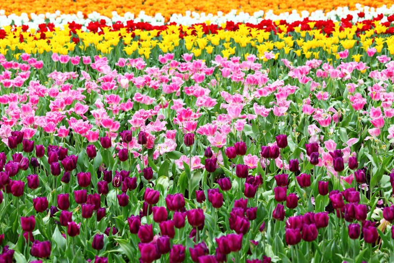 Tulips flower field stock photo. Image of bright, barbeton - 24756972