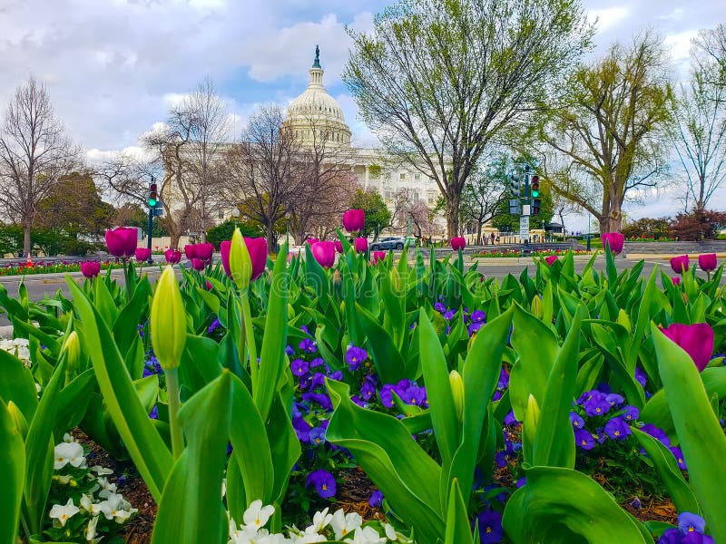 Tulips in a Flowerbed in Front of the Capitol Building in Washington, D ...