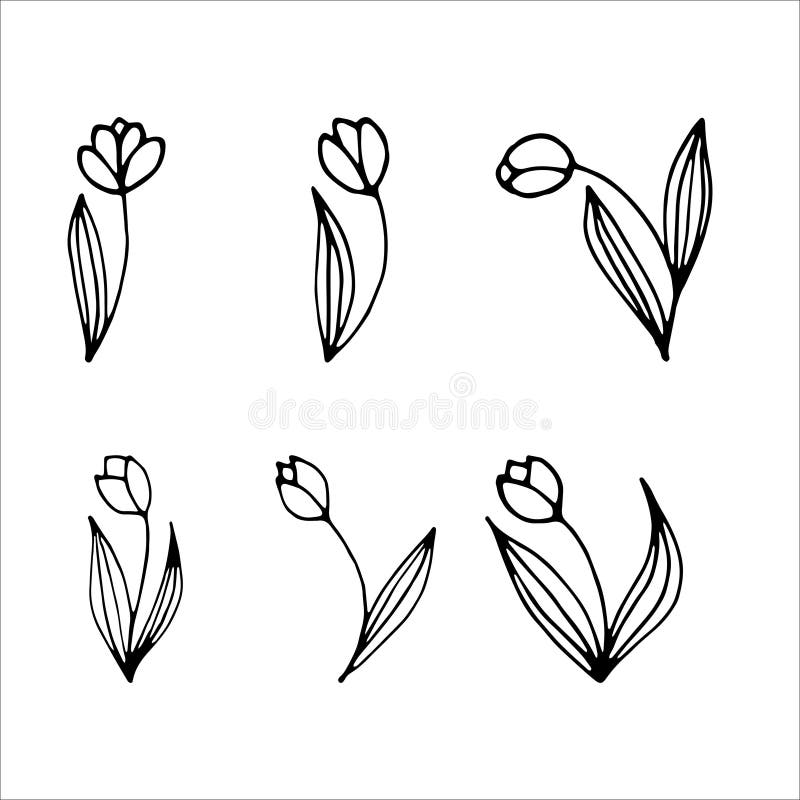 Tulip Flower Doodle Style Vector Illustration Isolated on White Stock ...