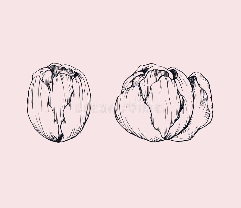 Tulips Flowers Hand Drawn Ink Illustration Stock Vector - Illustration ...