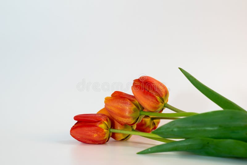 Bouquet of Tulips on White Background with Space for Writing with ...