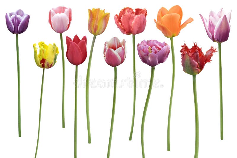 Spring Tulip Flowers in a Row Stock Image - Image of floral, mothers ...