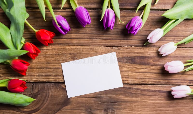 Tulips Forming Frame Around White Card Stock Photo - Image of flower ...