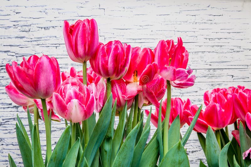 Tulips in Front of a White Brick Wall Stock Image - Image of celebrate ...