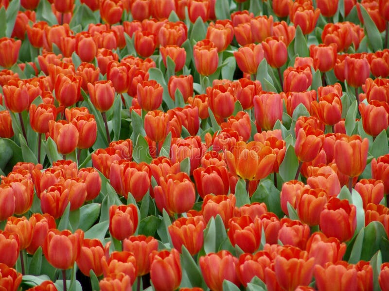 Tulips in full bloom stock photo. Image of garden, pretty - 12838180