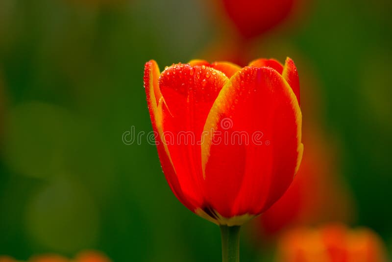 Edge of the Yellow/red Tulips Stock Photo - Image of bloom, romantic ...