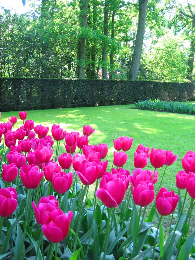 Tulips garden stock photo. Image of trees, pink, park - 4150144