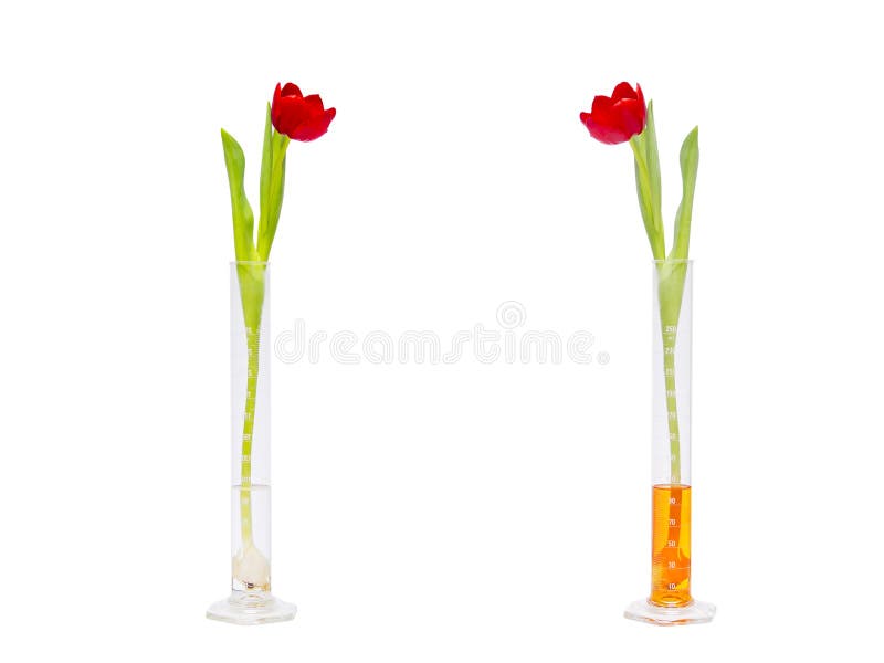 Tulips Flower in a Test Tube Stock Image - Image of biotechnology ...