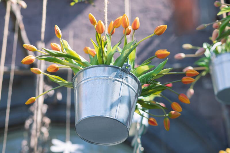 Tulips hanging in a bucket stock image. Image of plant - 216549069