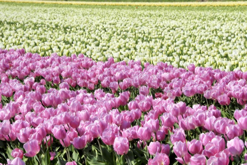 Tulips in Holland,Europe stock photo. Image of lisse, multi - 4844724