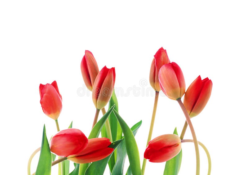 Red tulip banner stock photo. Image of isolated, colorful - 63193242