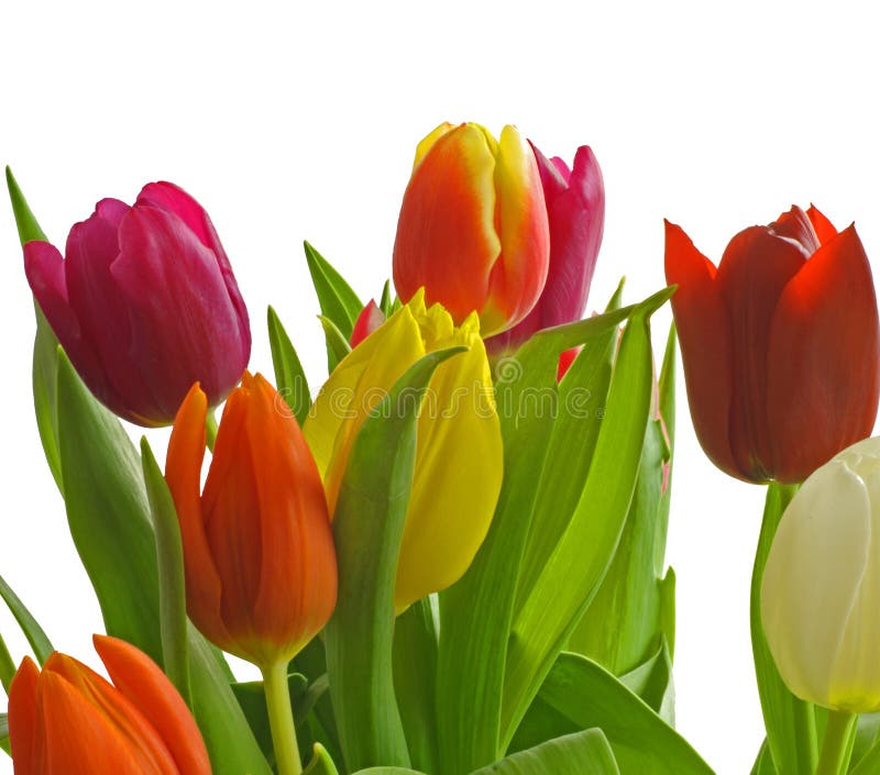 Red tulips isolated stock photo. Image of tulip, bouquet - 14160912