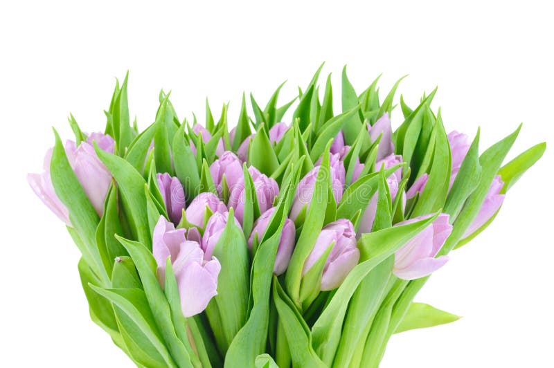 Yellow Tulips stock image. Image of still, weathered - 13119699