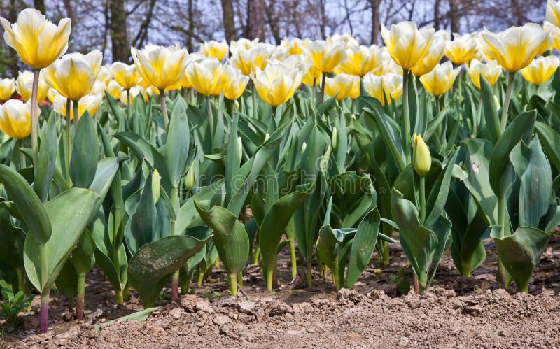 Tulips - Jaap Groot Varieties Stock Image - Image of beatiful, light ...