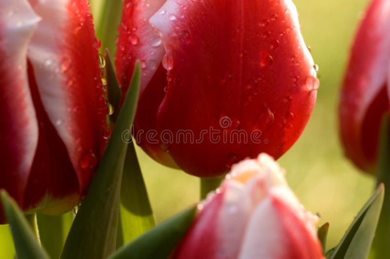 Tulips macro stock photo. Image of pretty, artistic, foggy - 523892