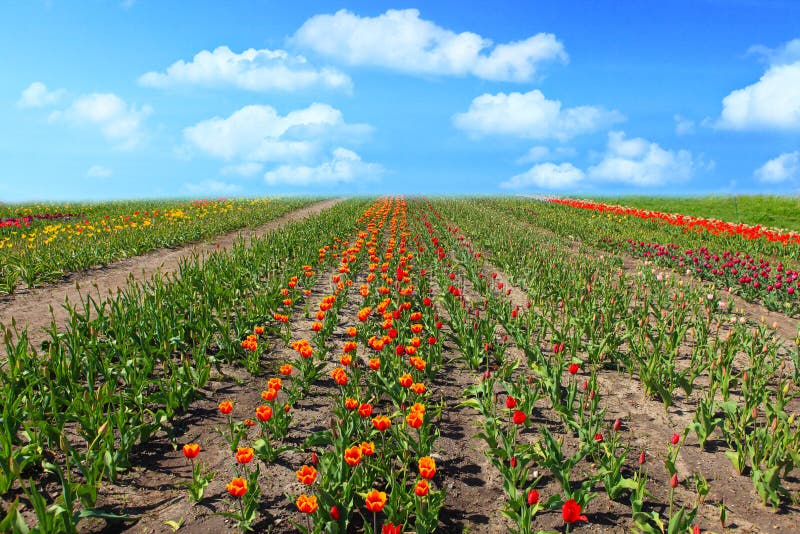 Tulips in May stock photo. Image of time, horizontal - 11756044