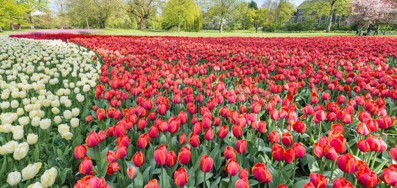 Tulips Meadow in Rotterdam Park, the Netherlands Stock Image - Image of ...