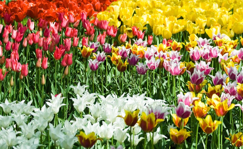 Flower Beds of Multicolored Tulips Stock Photo - Image of keukenhof ...