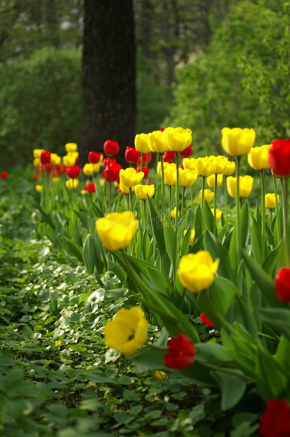 Tulips in Moscow stock image. Image of yellow, tree, green - 4384653