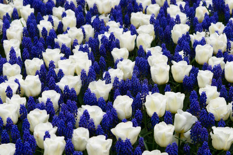 Blue River of Muscari Flowers in Holland Garden Stock Image - Image of ...