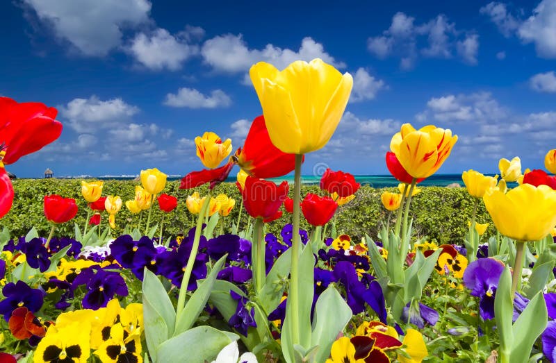 1,796 Tulips Beach Stock Photos - Free & Royalty-Free Stock Photos from ...