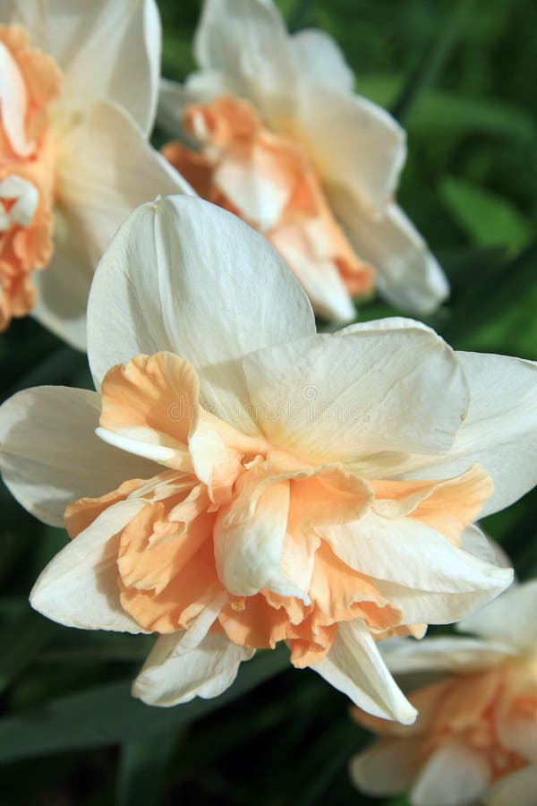 Tulips stock photo. Image of russia, petal, pistil, petals - 40638946