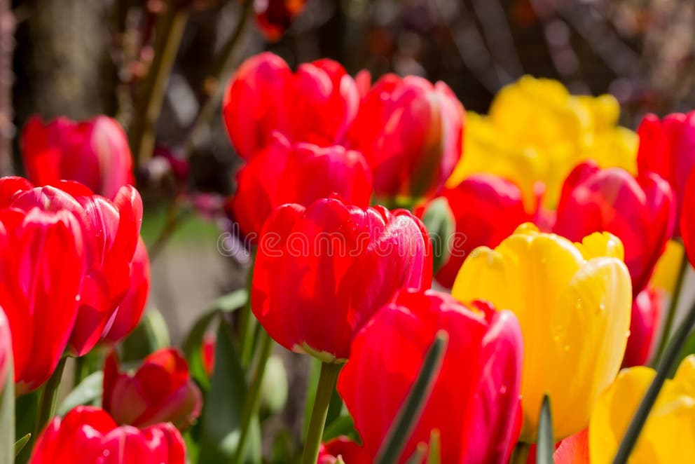Tulips outside stock image. Image of flora, field, plant - 70122691