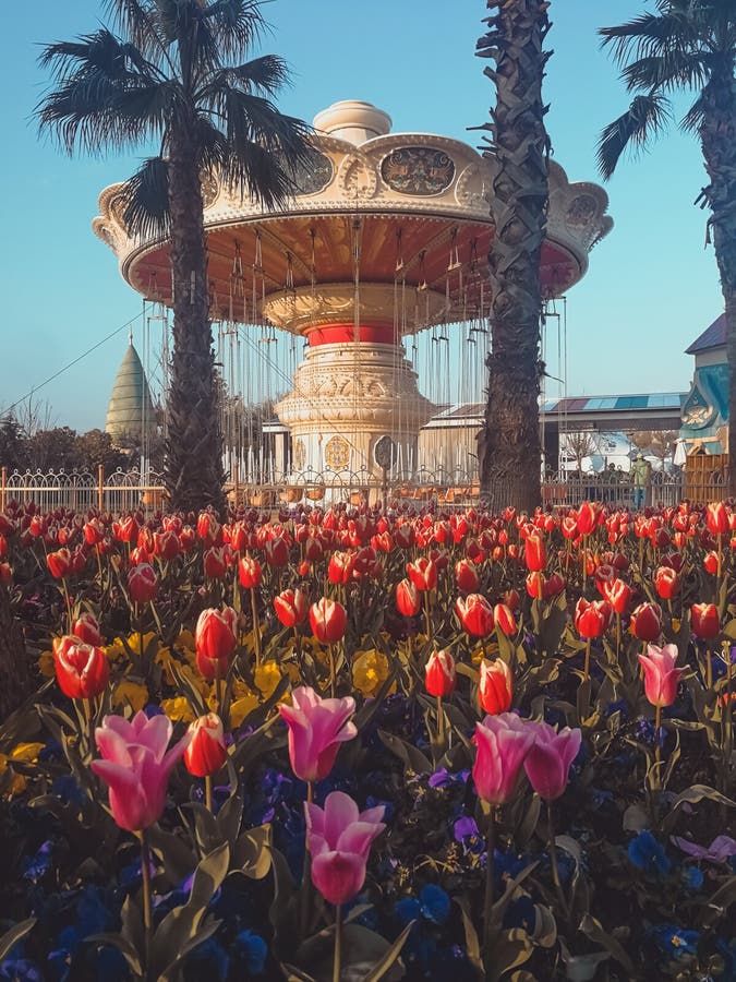 A Flower Bed with Colorful Tulips in an Amusement Park. Stock Photo ...