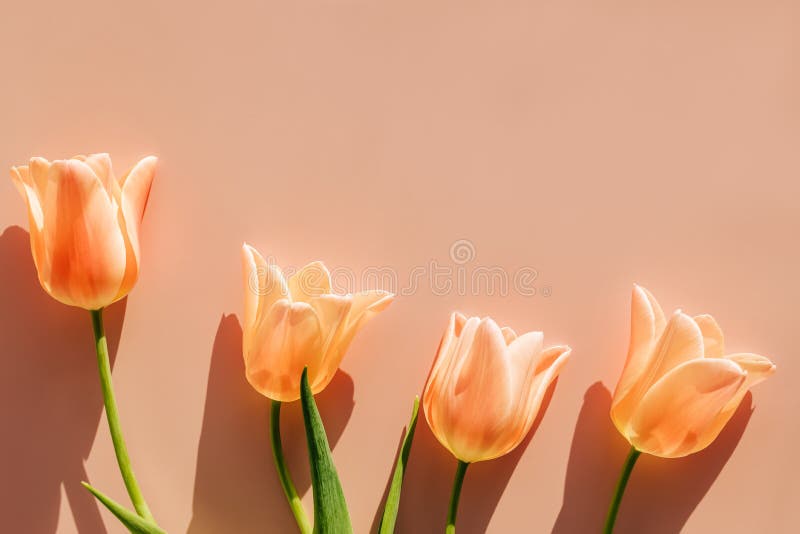 Tulips on the Pastel Background, Natural Sunlight, Copy Space. Stock ...