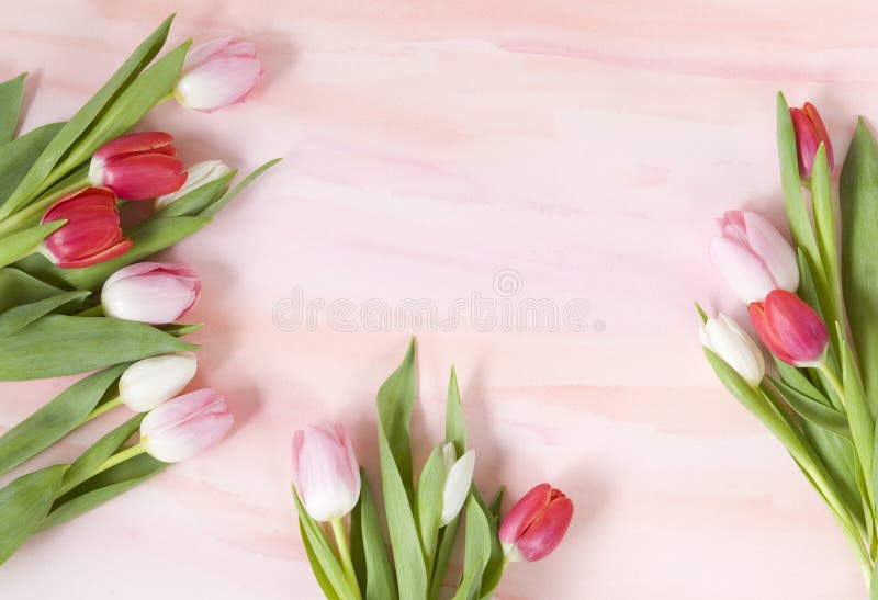 Tulips on Pastel Watercolor Background for Spring Stock Image - Image ...