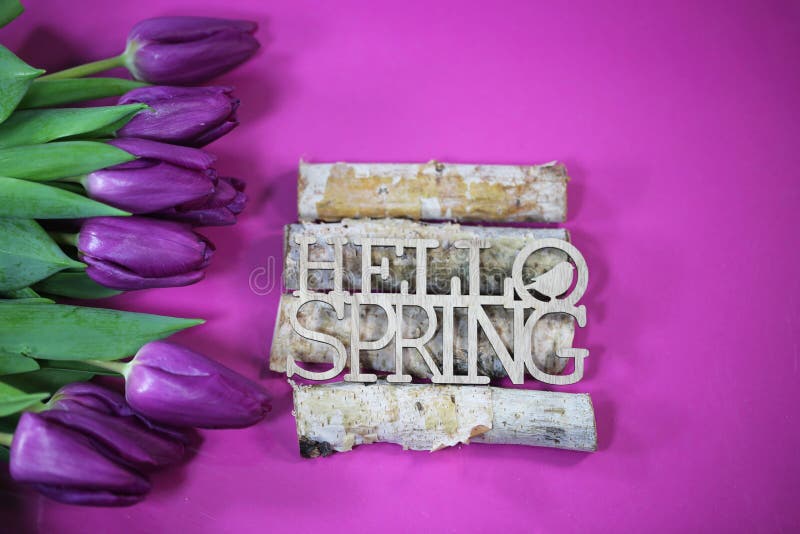 Tulips on Pink Background, Hello Spring Stock Photo - Image of leaves ...