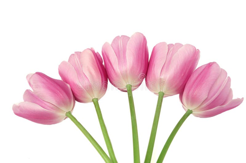 Tulips Pink Flower Spring Top View on White Background Stock Image ...
