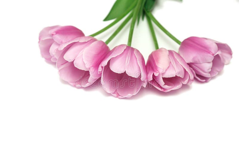 Tulips Pink Flower Spring Top View on White Background Stock Image ...