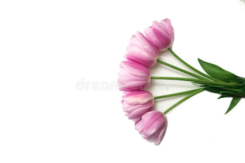 Tulips Pink Flower Spring Top View on White Background Stock Photo ...