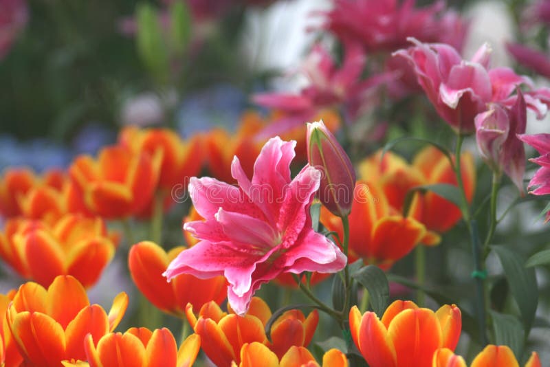 Tulips pink soft image stock photo. Image of tulip, soft - 87063714