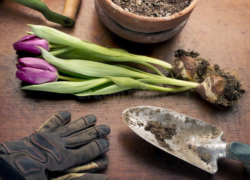 Tulips and planter stock photo. Image of shovel, tulips - 49280964