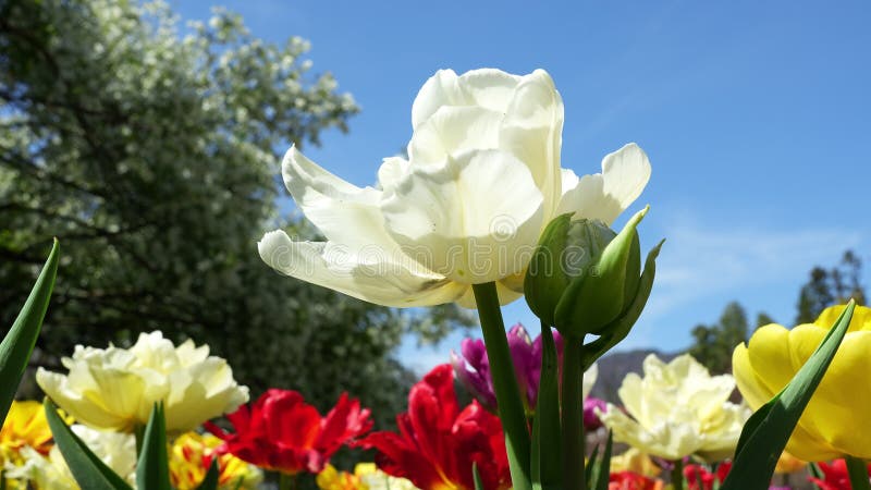 Tulips, the Poetry of Spring Enclosed in a Flower Stock Video - Video ...