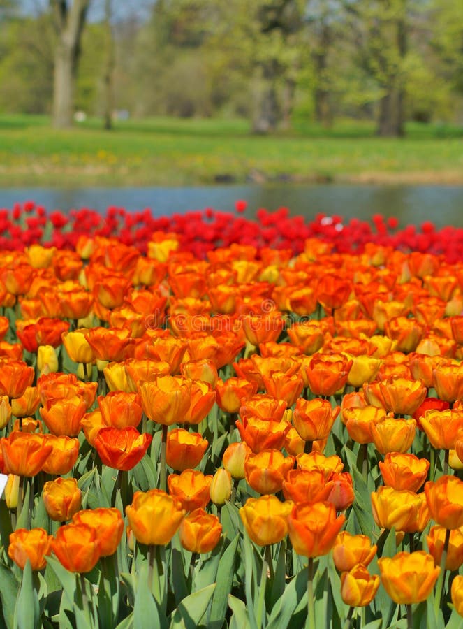 Tulips ,pond - Spring stock image. Image of fresh, landscape - 40081319