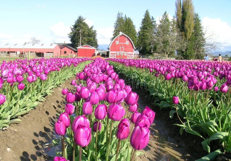 Tulip Barn and Horizon stock photo. Image of seasonal, skagit - 694822