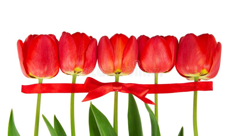 The tulips put in a row stock photo. Image of group, flower - 35404384