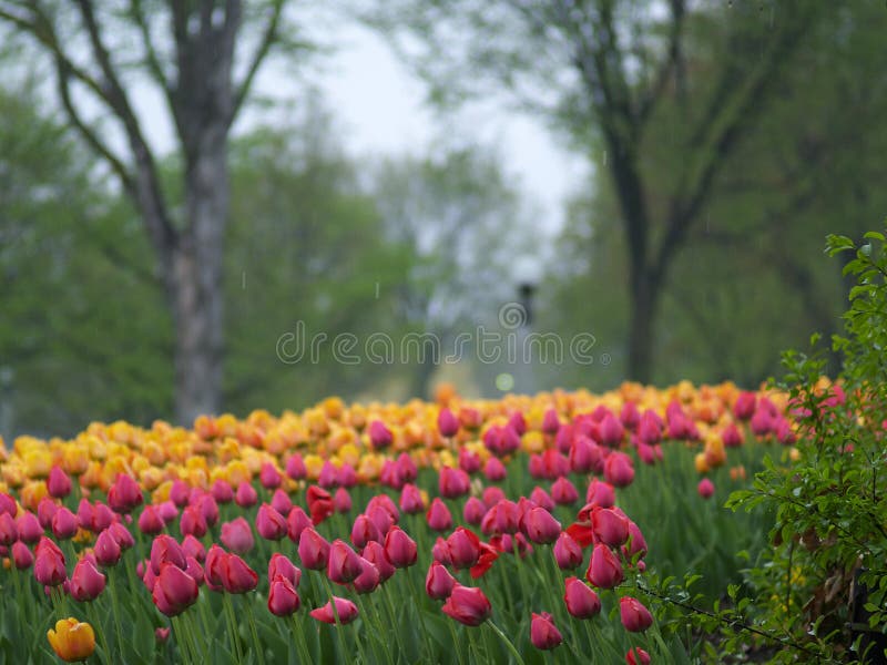 Tulips in the rain stock photo. Image of garden, festival - 14377990