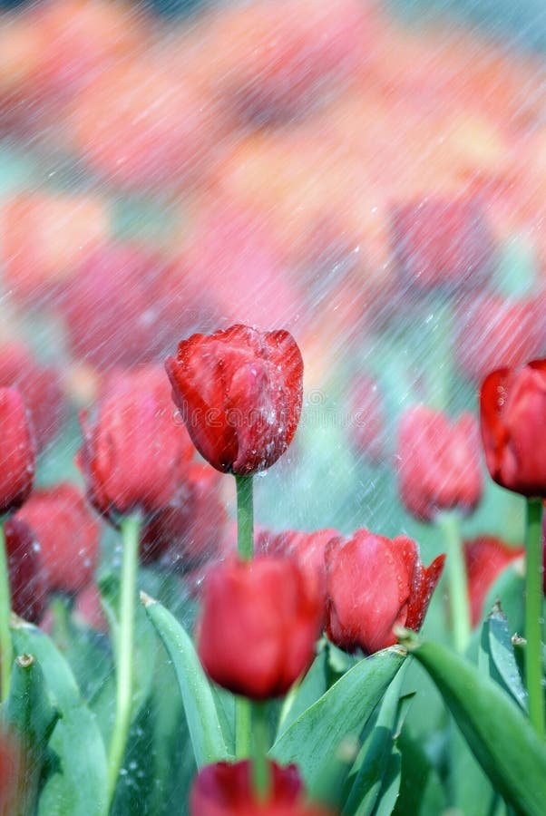 Tulips in the rain stock photo. Image of flowers, rain - 4564668