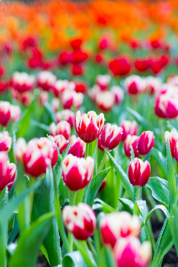 Tulips in the rain stock photo. Image of grow, outdoor - 36187466