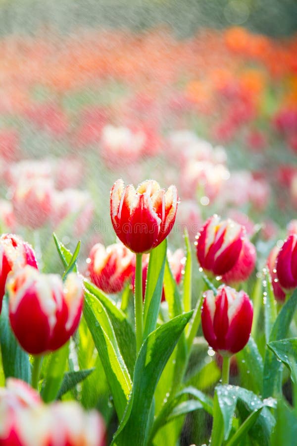 Tulips in the rain stock photo. Image of grow, outdoor - 36187466