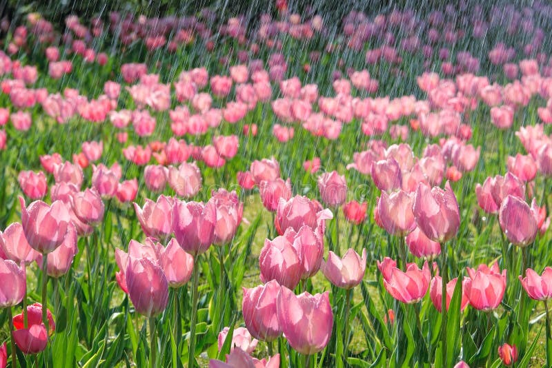 Red tulips after the rain. stock photo. Image of season - 92152872