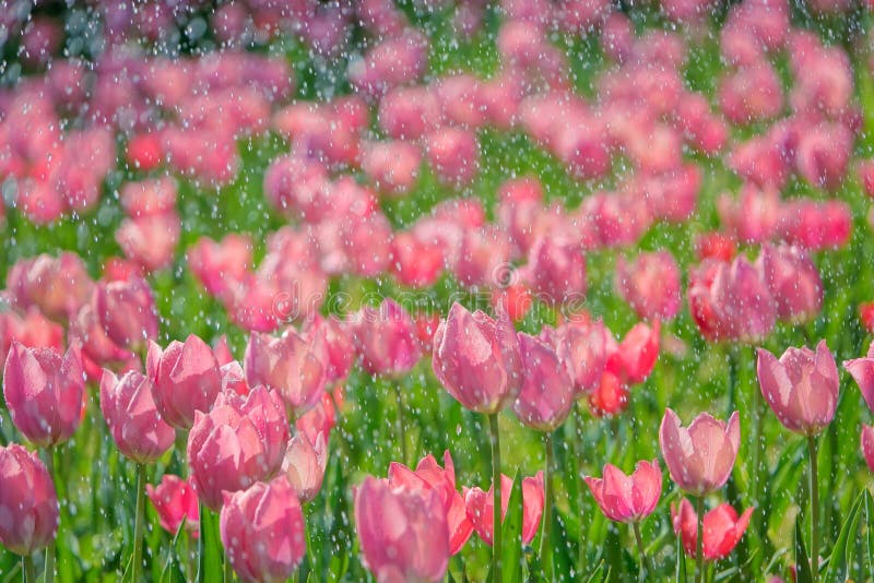Red tulips after the rain. stock photo. Image of season - 92152872