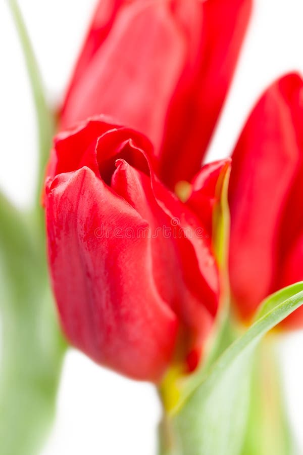 Tulips red stock photo. Image of clear, elegant, decoration - 29795534